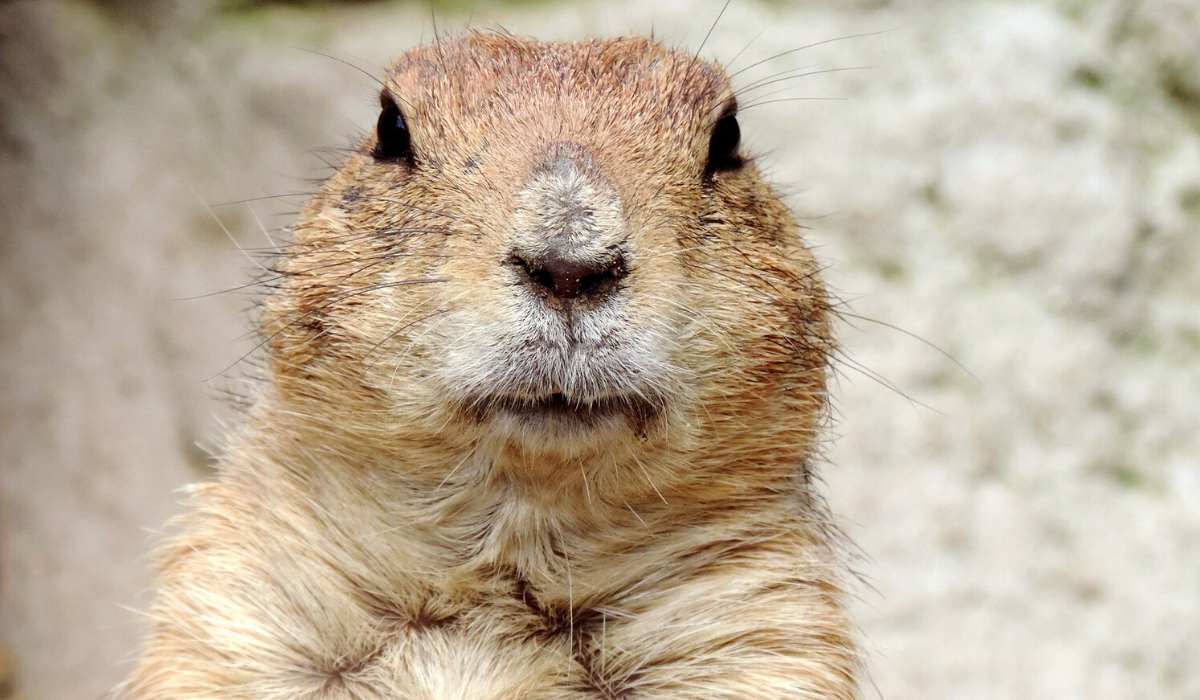 A Children’s Bible Lesson for Groundhog Day – Cheri Gamble
